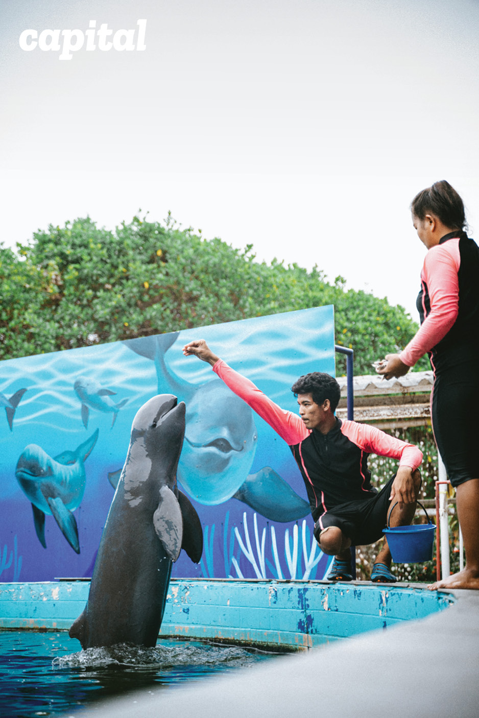 Oasis Sea World จากโลมาติดอวนสู่โชว์โลมาไร้เสียงนกหวีด ที่ใช้ ‘หัวใจ ...