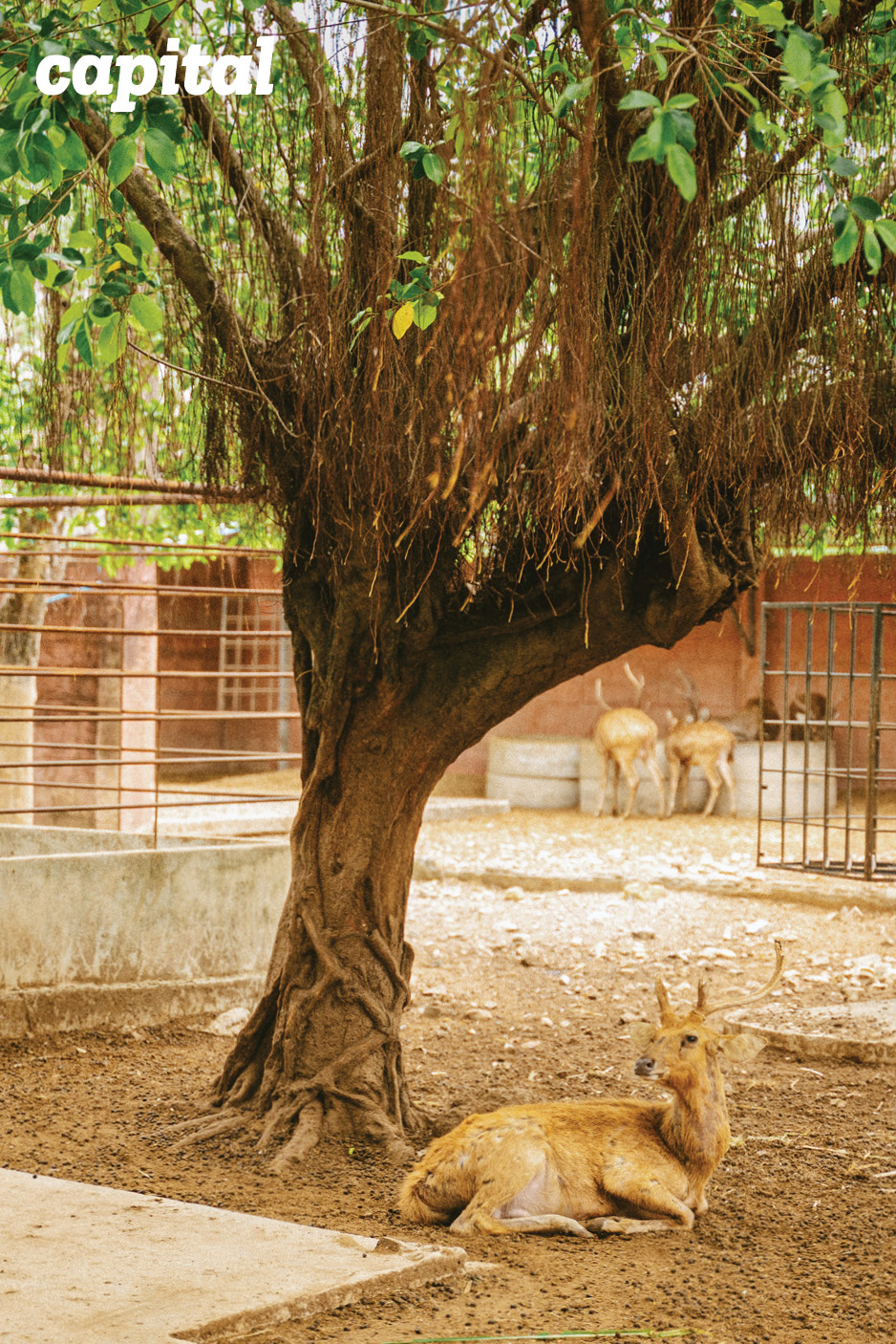 Oasis Sea World จากโลมาติดอวนสู่โชว์โลมาไร้เสียงนกหวีด ที่ใช้ ‘หัวใจ ...