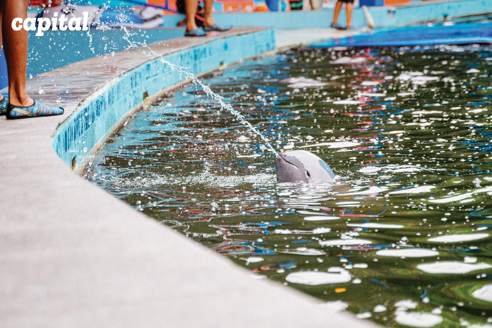 Oasis Sea World จากโลมาติดอวนสู่โชว์โลมาไร้เสียงนกหวีด ที่ใช้ ‘หัวใจ ...