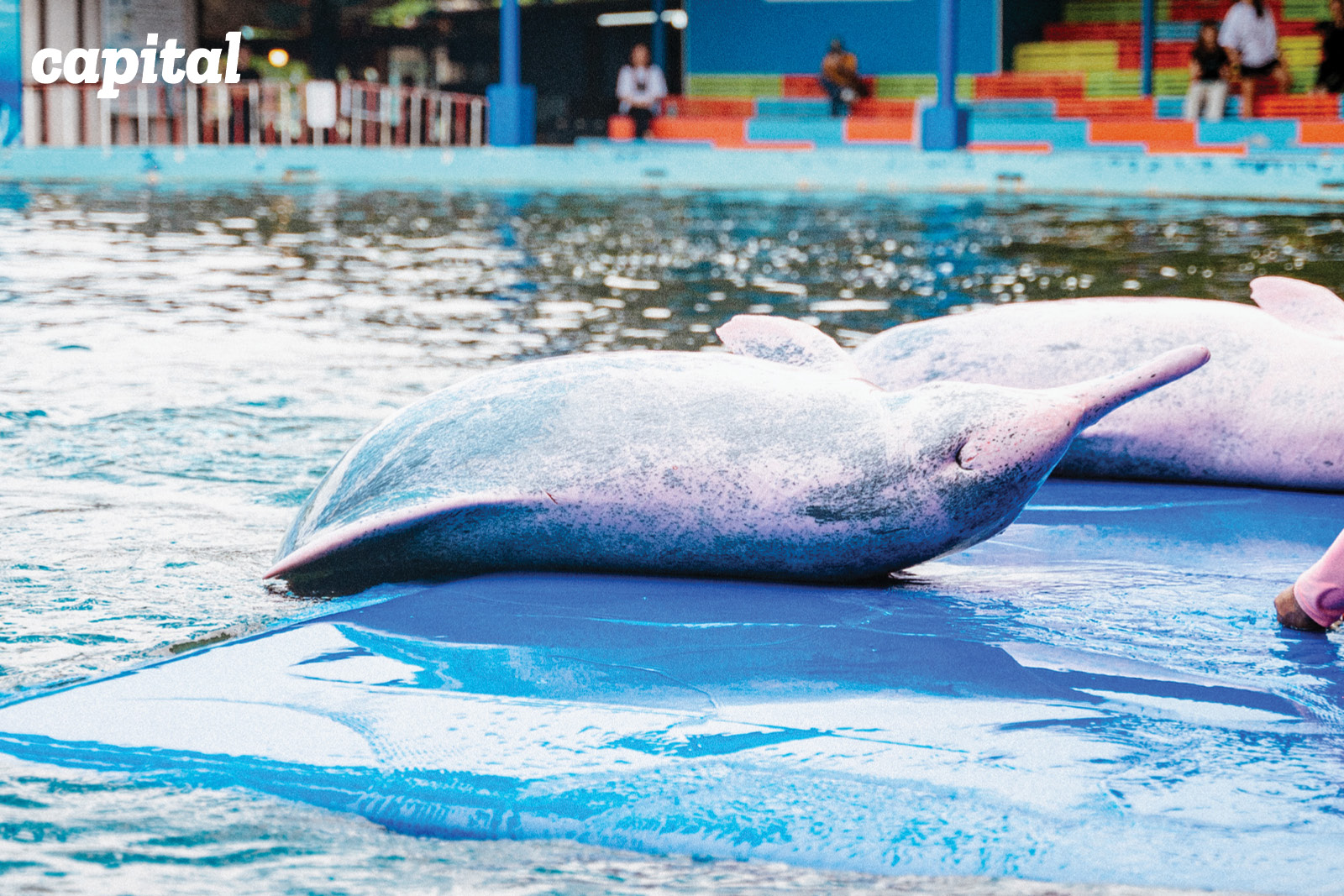 Oasis Sea World จากโลมาติดอวนสู่โชว์โลมาไร้เสียงนกหวีด ที่ใช้ ‘หัวใจ ...