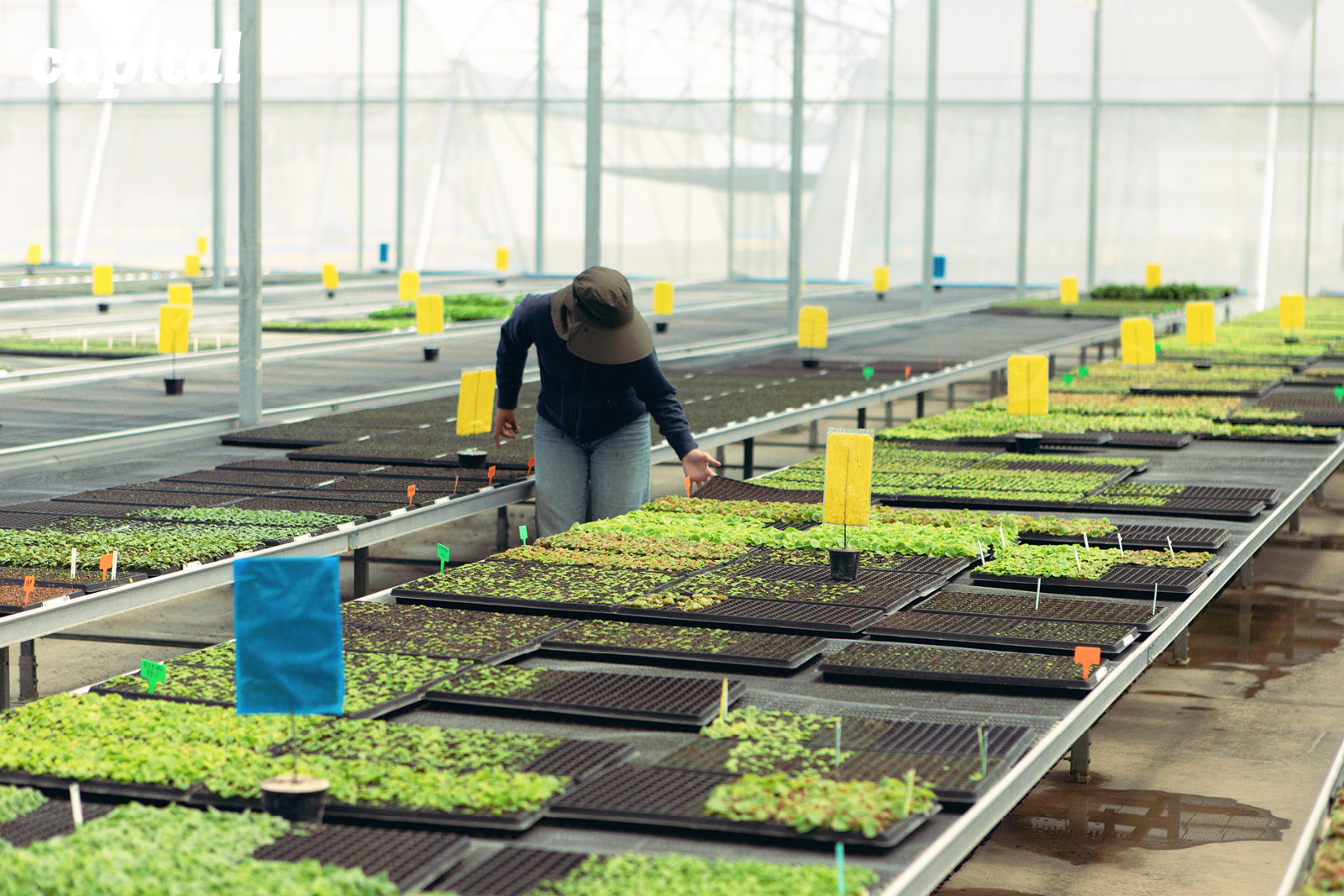 สูตรการเพาะพันธุ์ธุรกิจแบบ AGA AGRO แบรนด์ที่จำหน่ายเมล็ดพันธุ์ให้กับคน ...