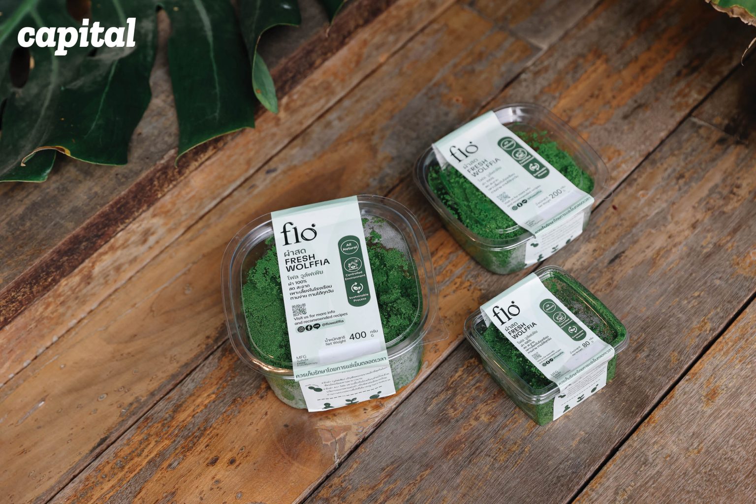 flo Wolffia แบรนด์ผำโดยอาจารย์นักวิจัย ที่อยากดันผำไทยเป็นโปรตีนของโลกให้ได้ในสักวัน - Capital